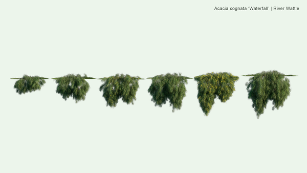 2D | Acacia Cognata 'Waterfall' - River Wattle