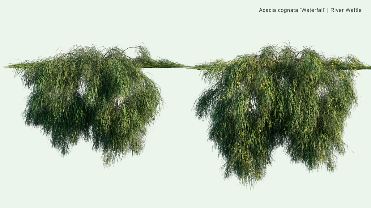 2D | Acacia Cognata 'Waterfall' - River Wattle