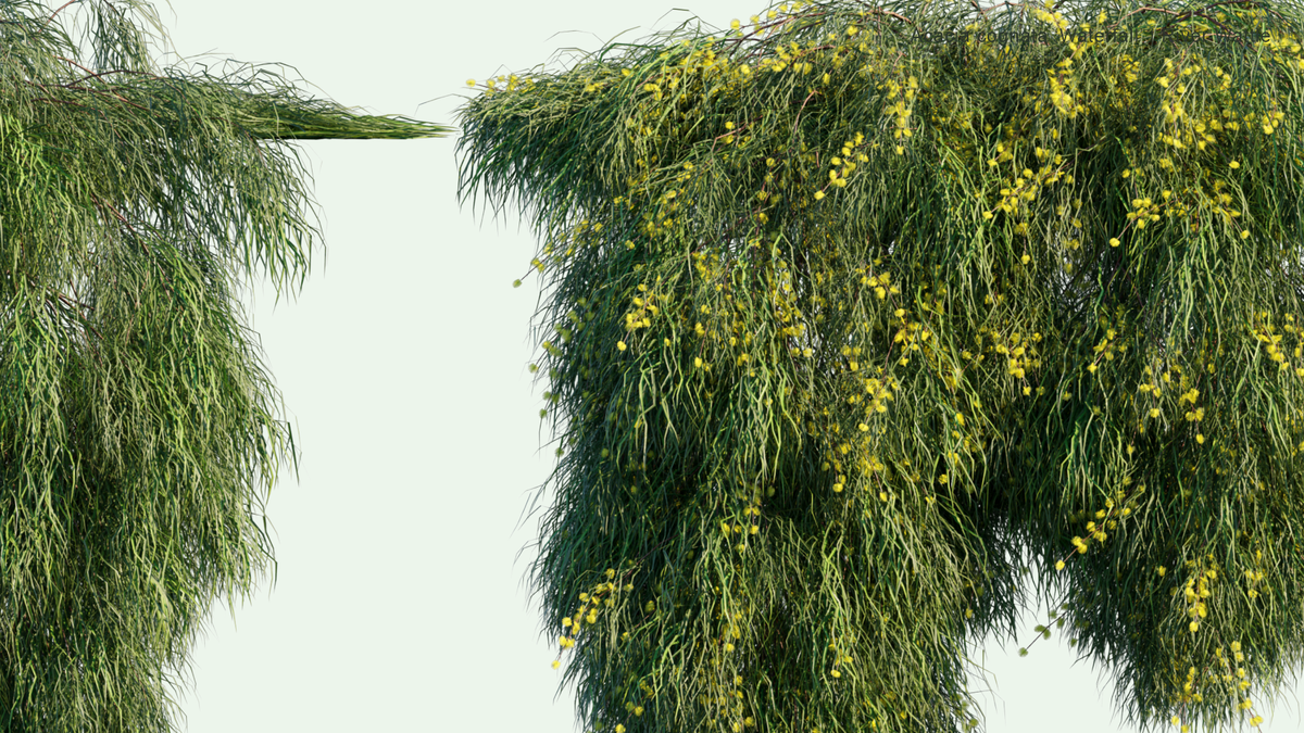 2D | Acacia Cognata 'Waterfall' - River Wattle
