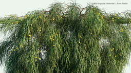 2D | Acacia Cognata 'Waterfall' - River Wattle