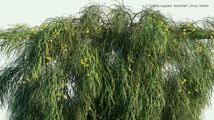 2D | Acacia Cognata 'Waterfall' - River Wattle