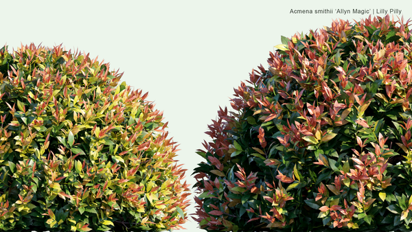 2D | Acmena Smithii ‘Allyn Magic’ - Lilly Pilly