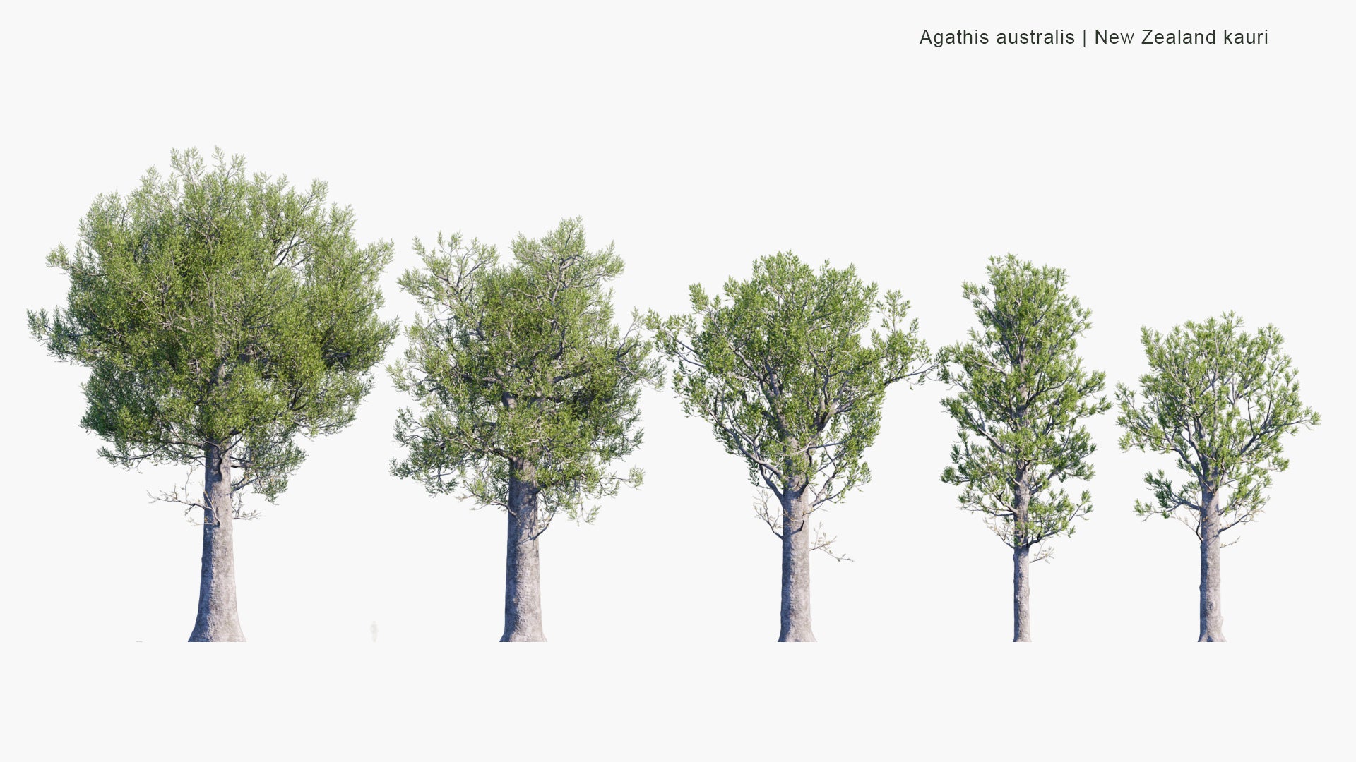 Agathis Australis 3D Model | Kauri | Globe Plants