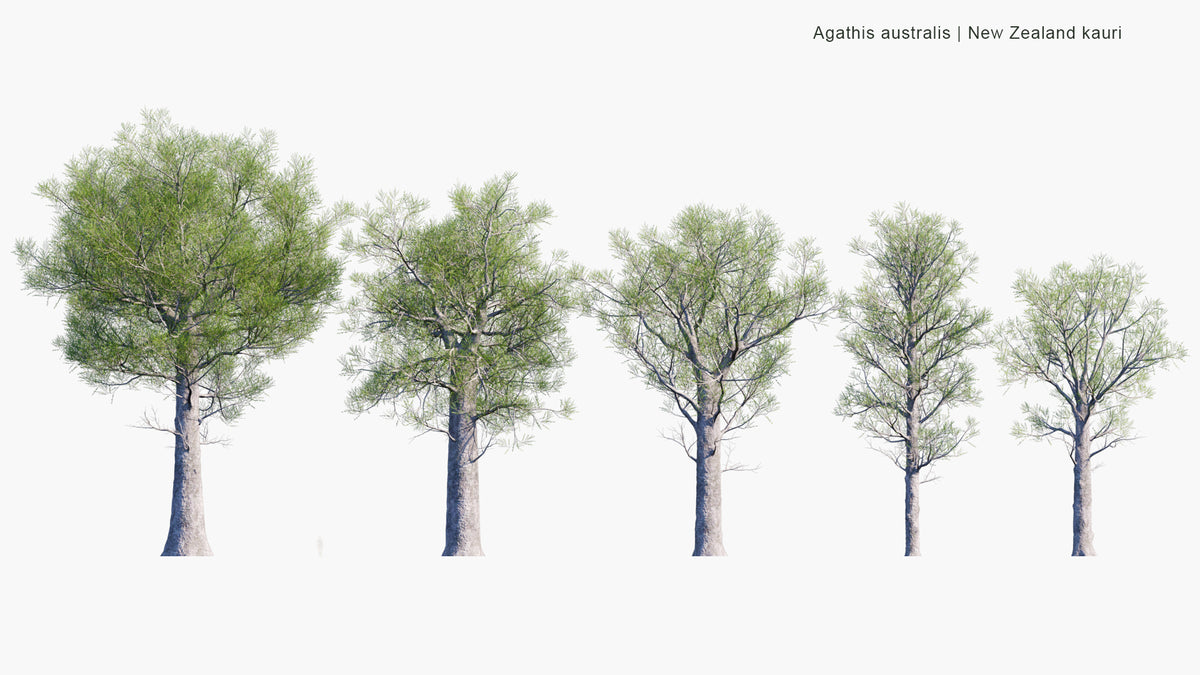 Low Poly | Agathis Australis (Kauri) 3D Model - GlobePlants