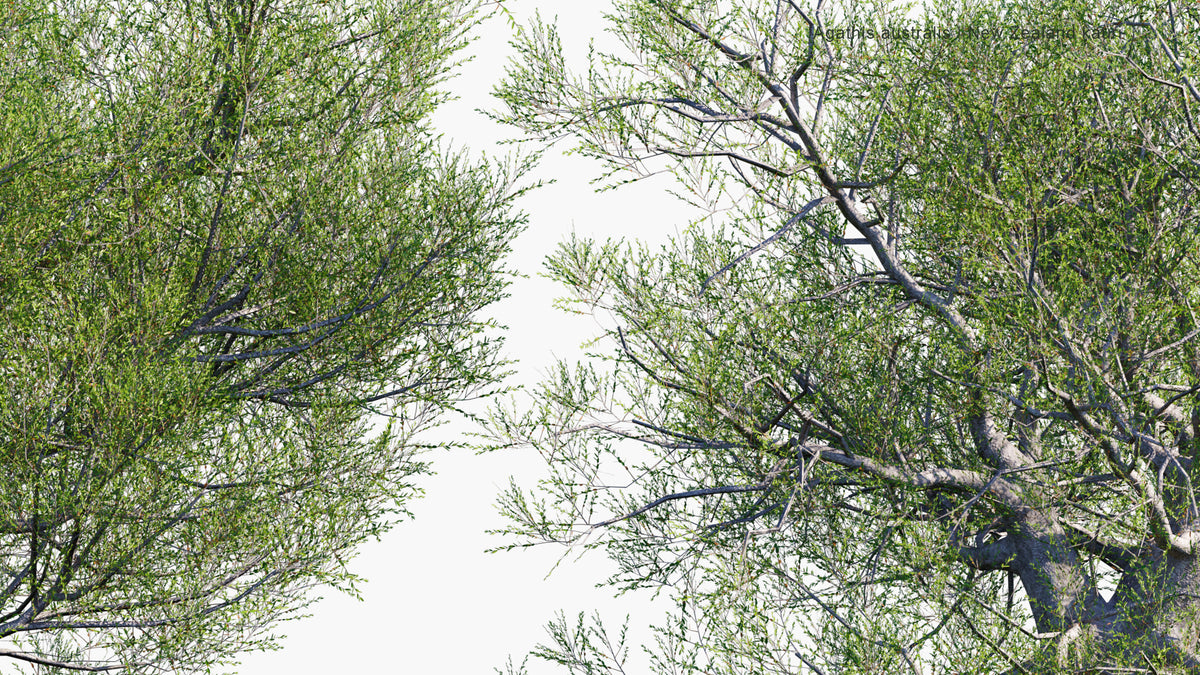 Low Poly | Agathis Australis (Kauri) 3D Model - GlobePlants