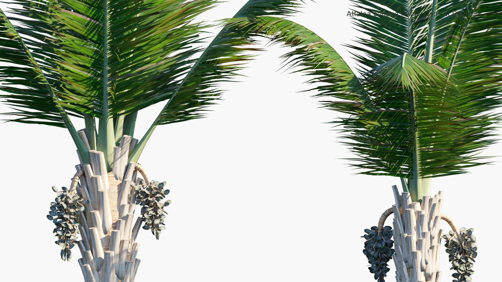 Low Poly | Attalea Cohune (Cohune Palm) 3D Model - GlobePlants