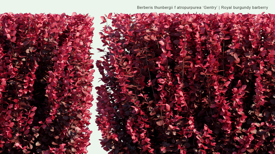 2D | Berberis Thunbergii f. atropurpurea 'Gentry' - Royal Burgundy Barberry