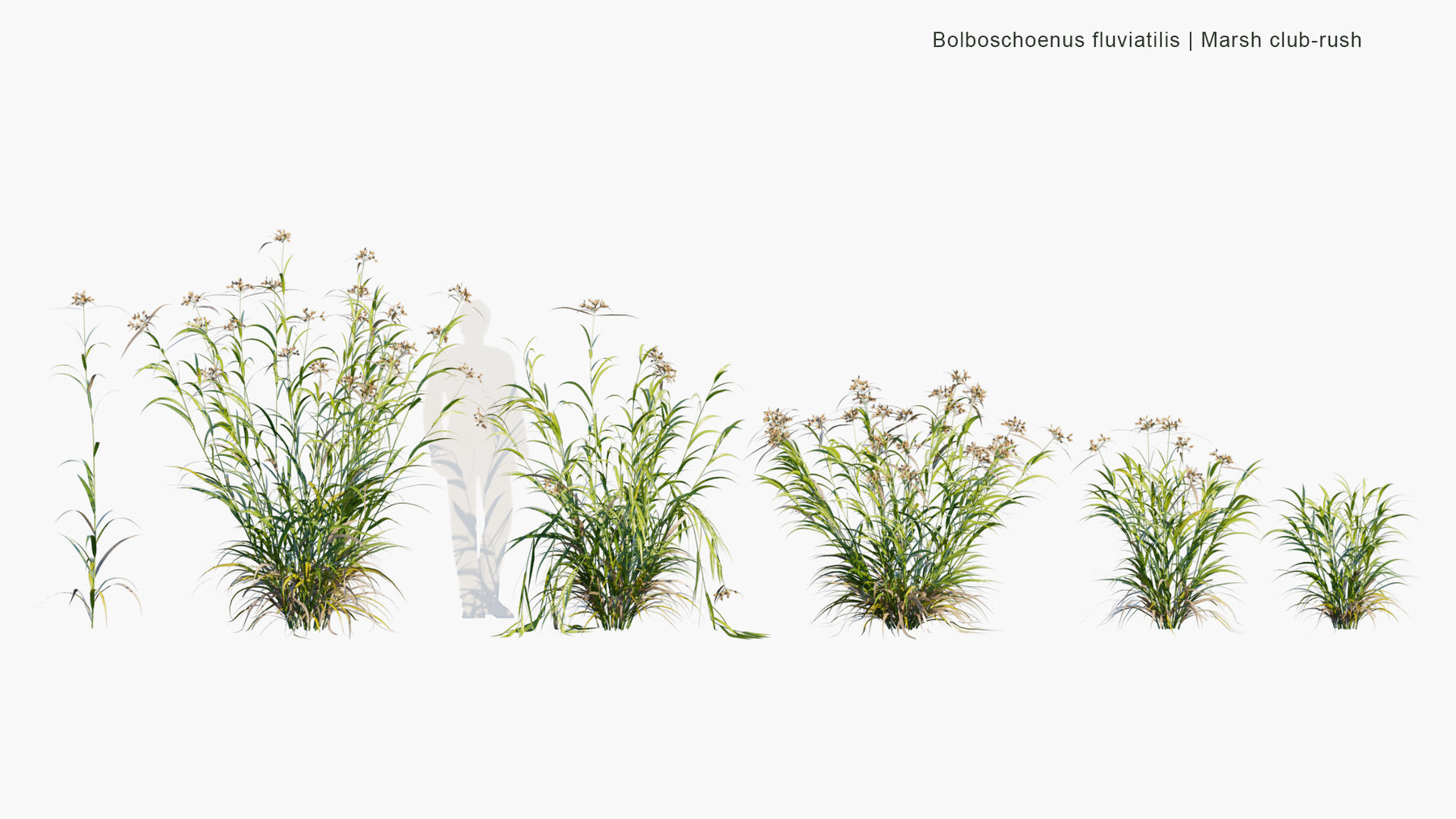 Low Poly | Bolboschoenus Fluviatilis (River Bulrush) 3D Model