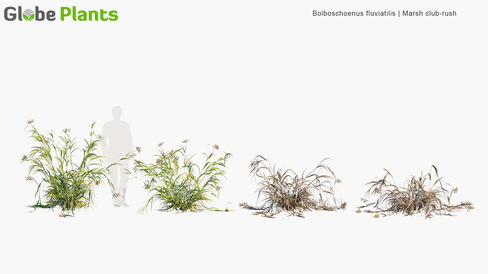 Low Poly | Bolboschoenus Fluviatilis (River Bulrush) 3D Model