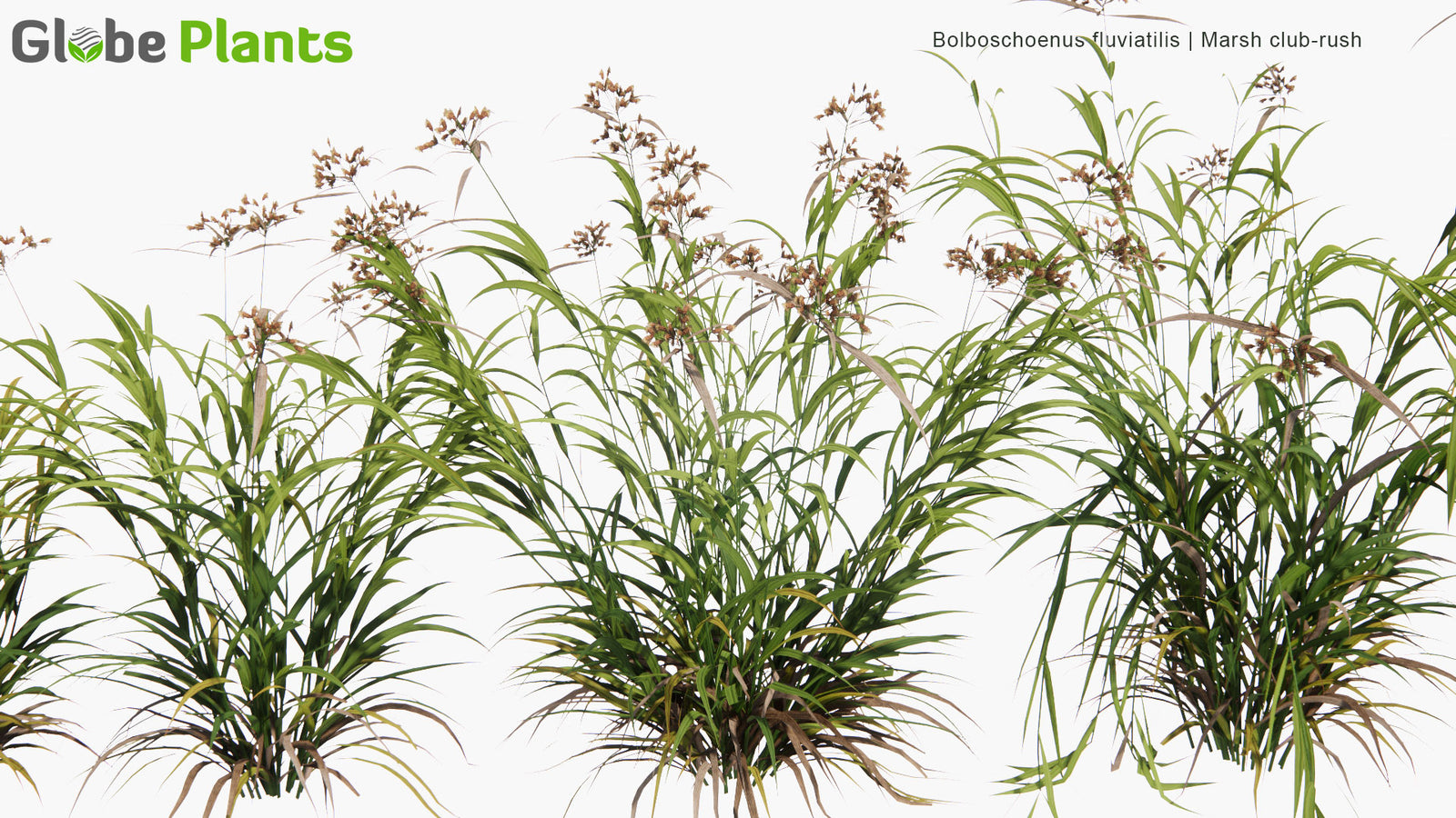 Low Poly | Bolboschoenus Fluviatilis (River Bulrush) 3D Model