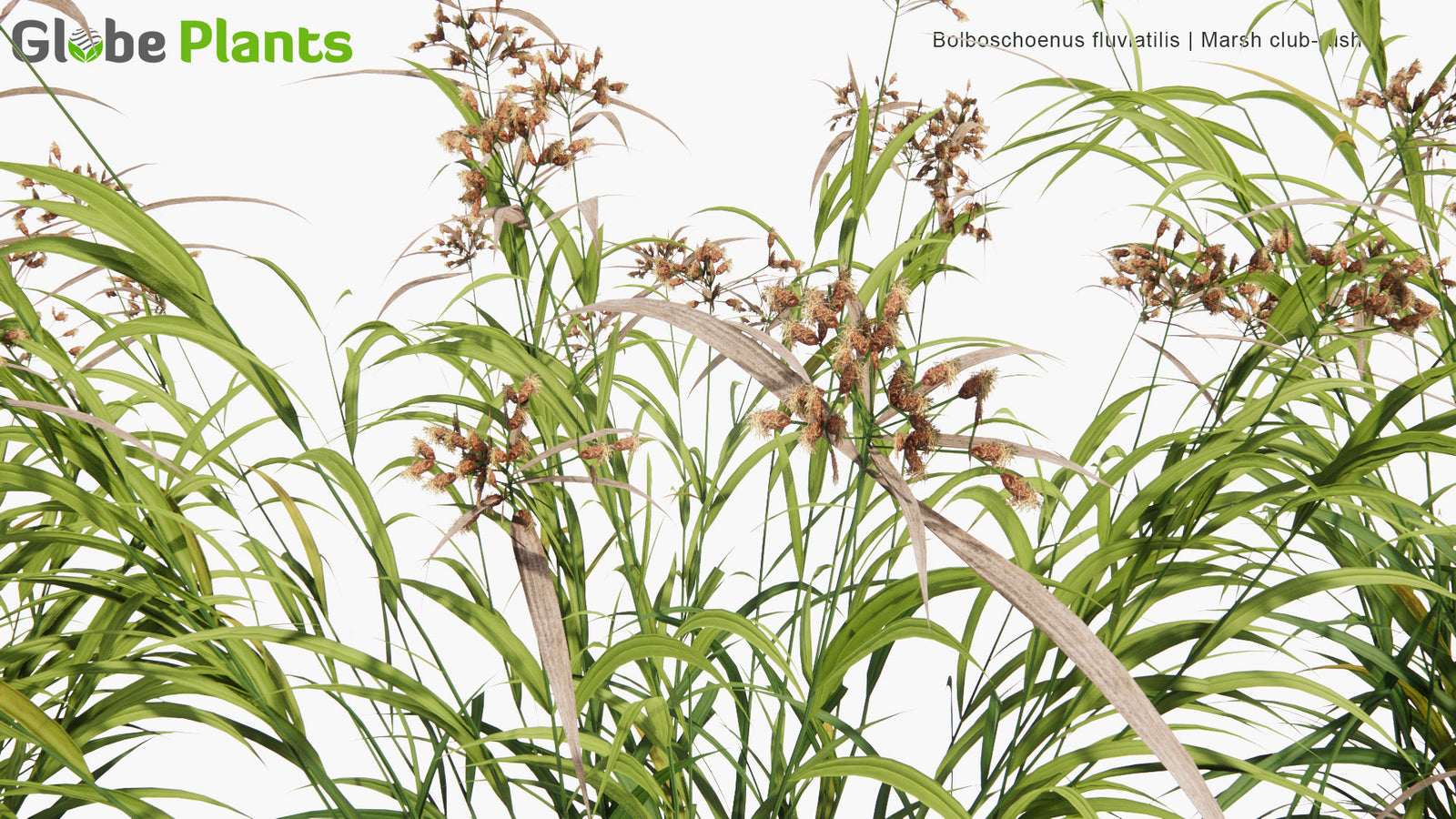 Low Poly | Bolboschoenus Fluviatilis (River Bulrush) 3D Model