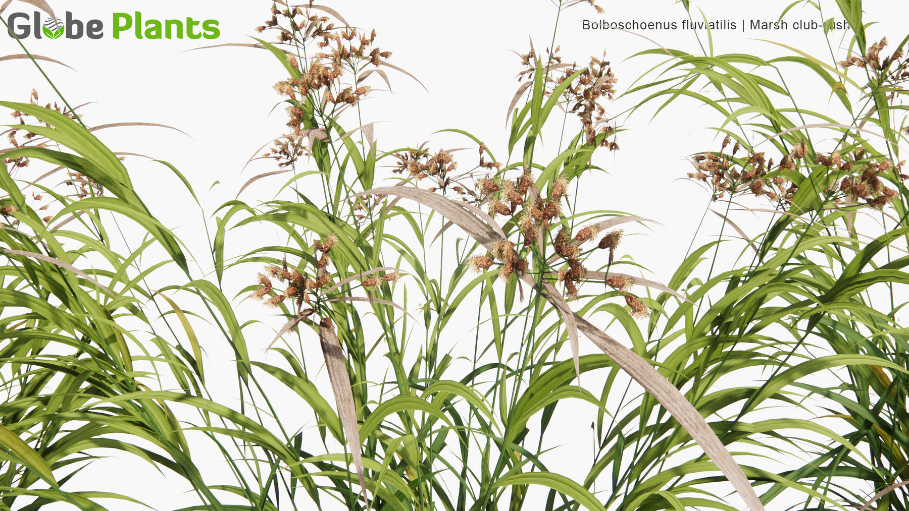 Low Poly | Bolboschoenus Fluviatilis (River Bulrush) 3D Model
