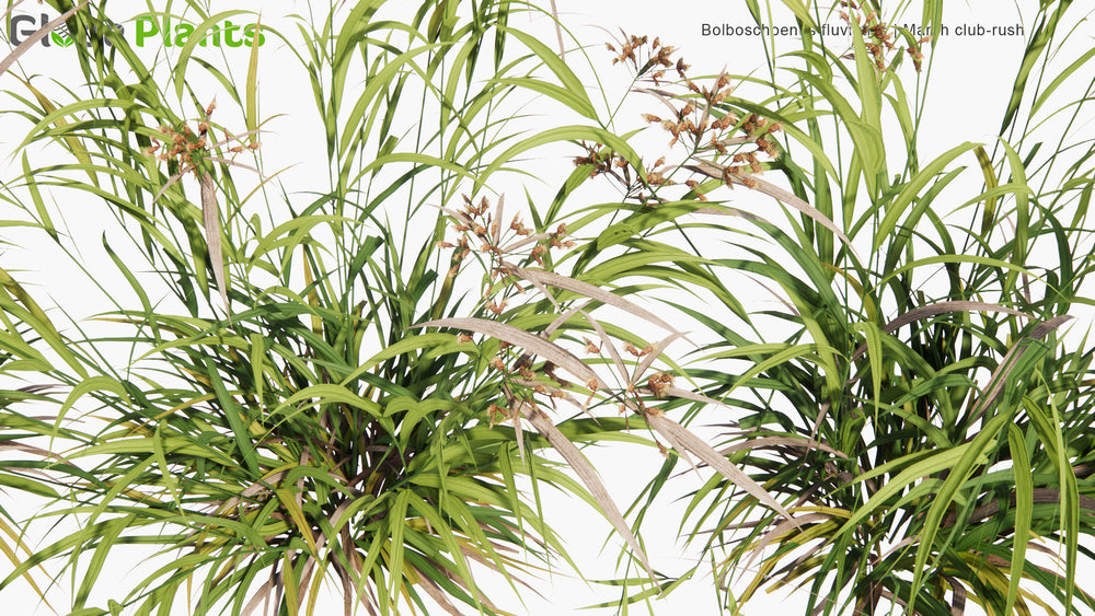 Low Poly | Bolboschoenus Fluviatilis (River Bulrush) 3D Model