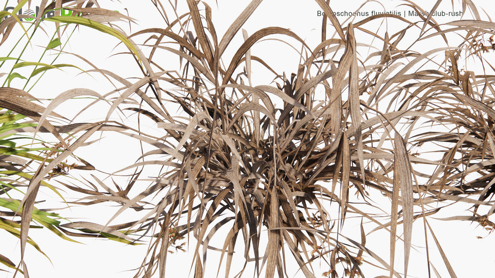Low Poly | Bolboschoenus Fluviatilis (River Bulrush) 3D Model