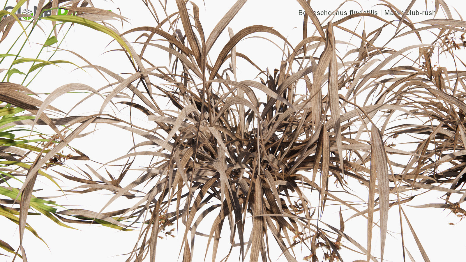 Low Poly | Bolboschoenus Fluviatilis (River Bulrush) 3D Model