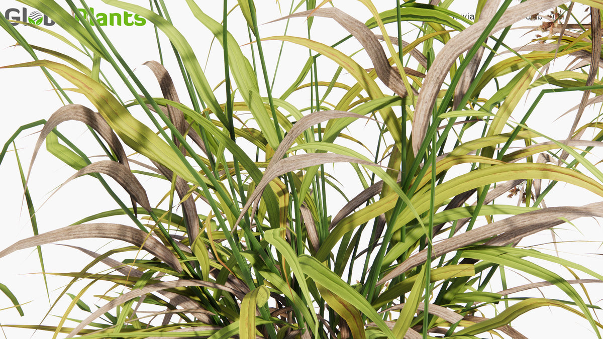 Low Poly | Bolboschoenus Fluviatilis (River Bulrush) 3D Model