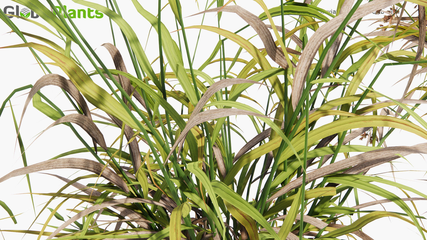 Low Poly | Bolboschoenus Fluviatilis (River Bulrush) 3D Model