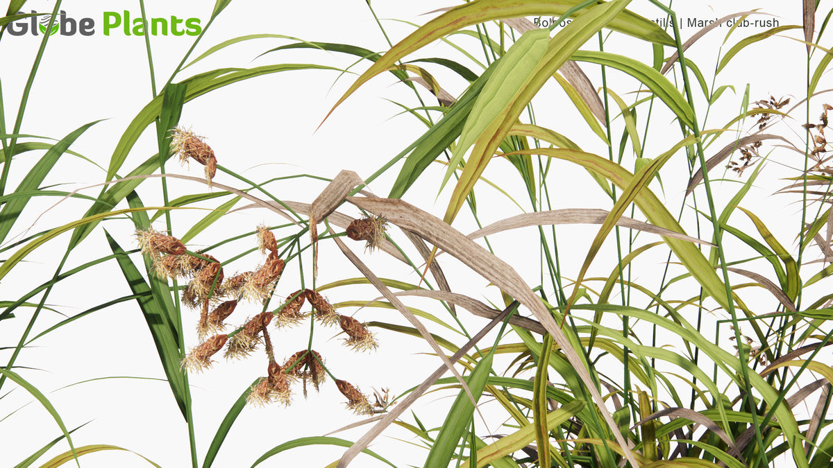 Low Poly | Bolboschoenus Fluviatilis (River Bulrush) 3D Model