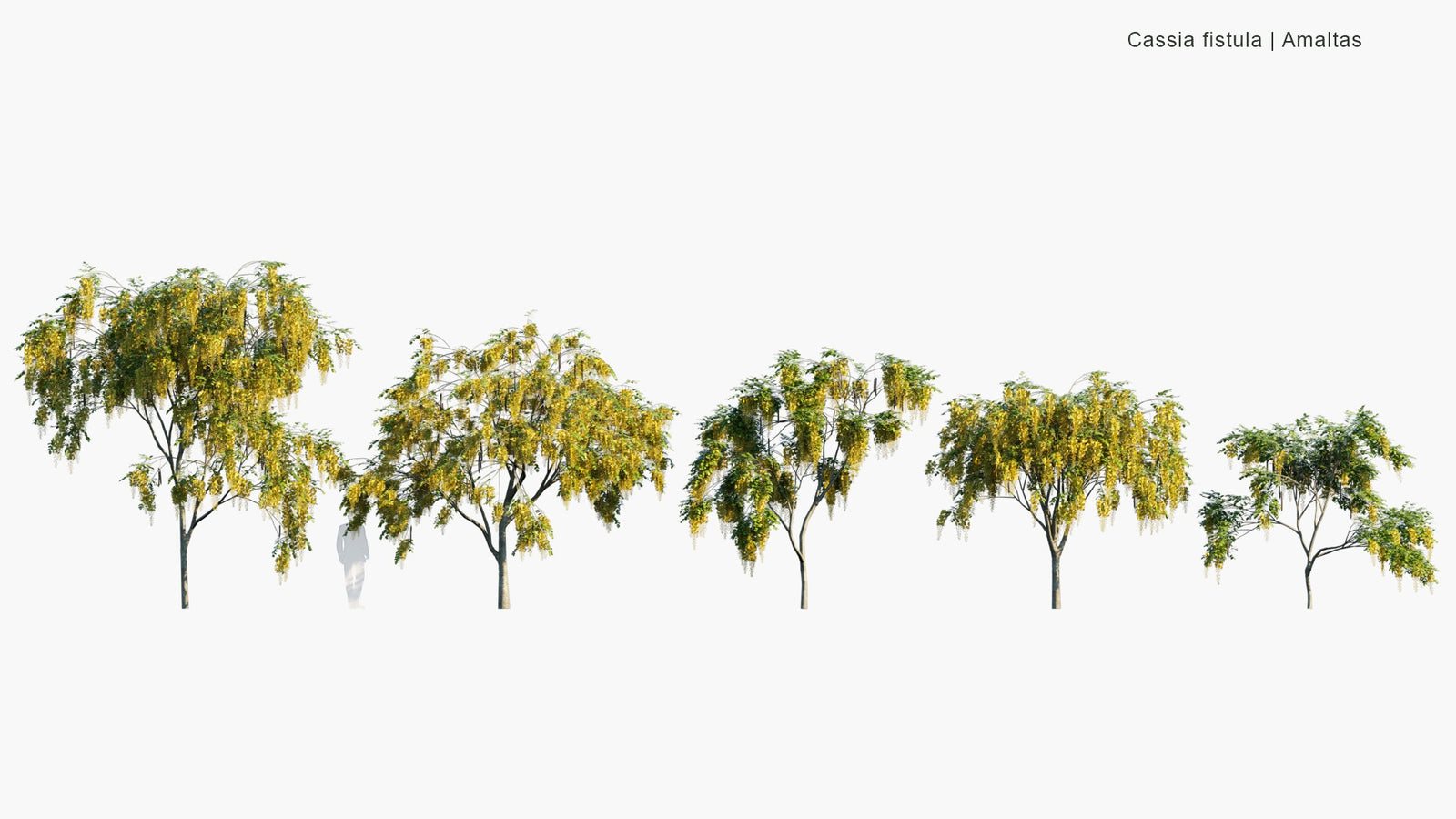 Low Poly | Cassia Fistula (Golden Shower) 3D Model - GlobePlants