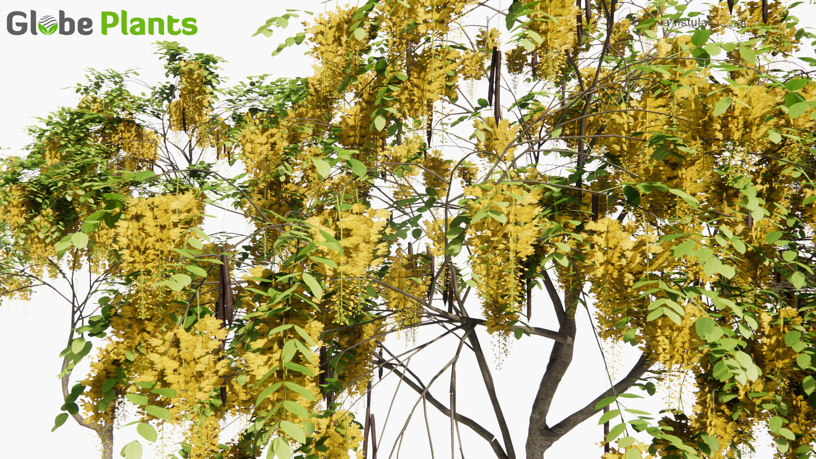 Low Poly | Cassia Fistula (Golden Shower) 3D Model - GlobePlants