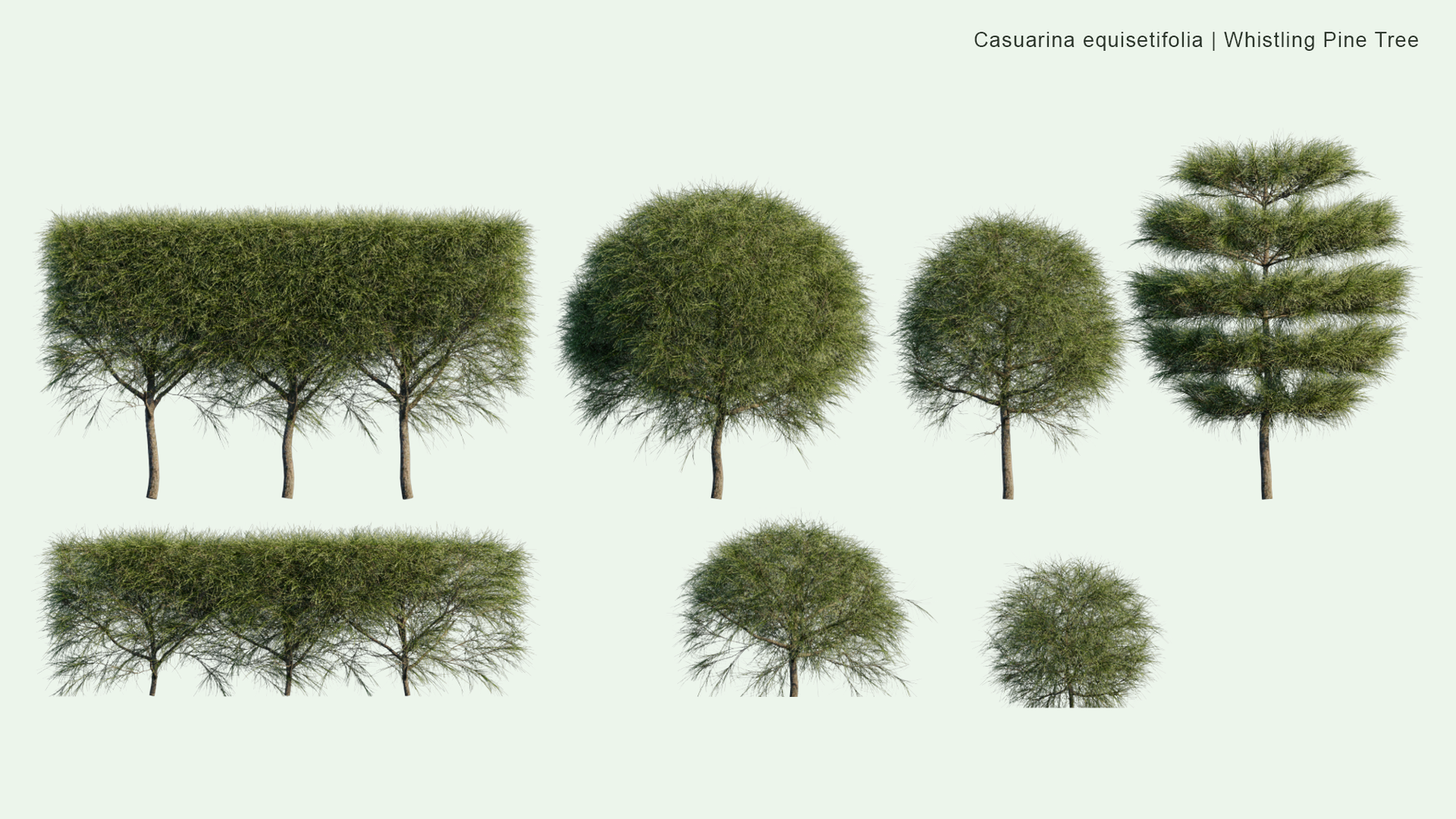 2D | Casuarina Equisetifolia - Whistling Pine Tree, Agoho Pine