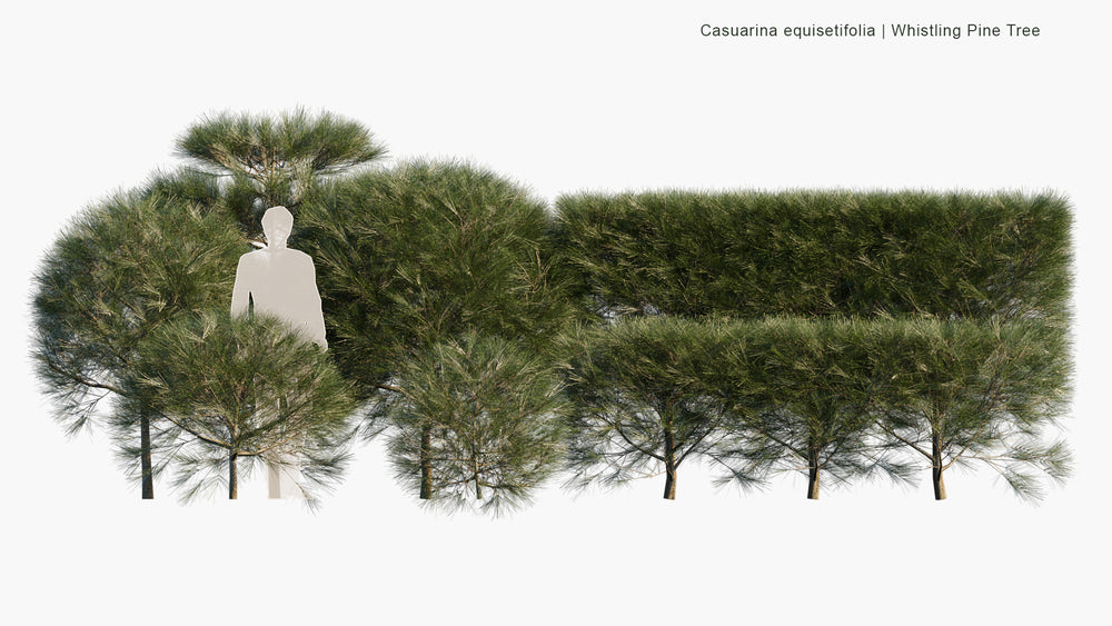 Low Poly | Casuarina Equisetifolia - Whistling Pine Tree, Agoho Pine