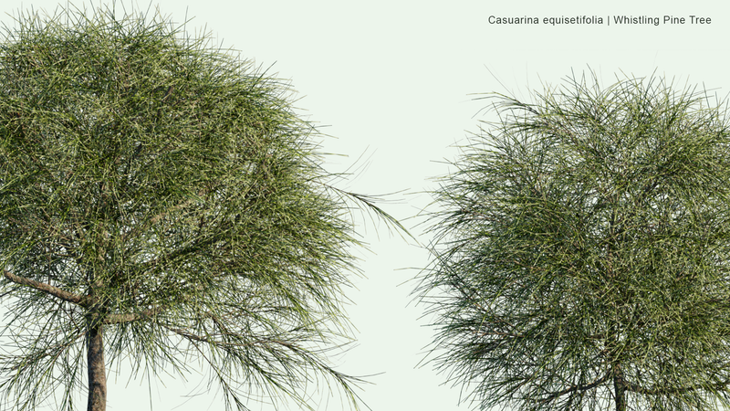 2D | Casuarina Equisetifolia - Whistling Pine Tree, Agoho Pine