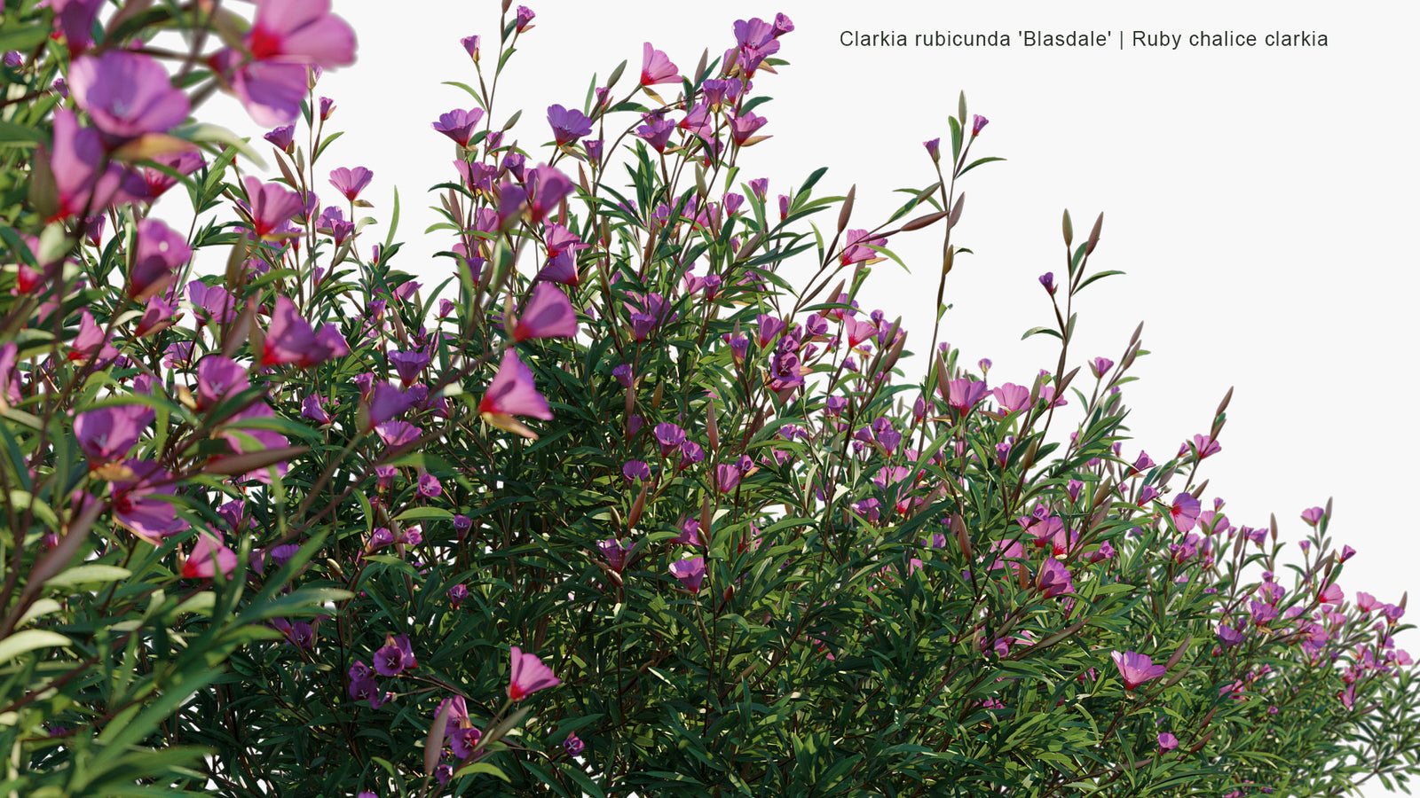 High Poly| Clarkia Rubicunda 'Blasdale' (Ruby Chalice Clarkia)3D Model