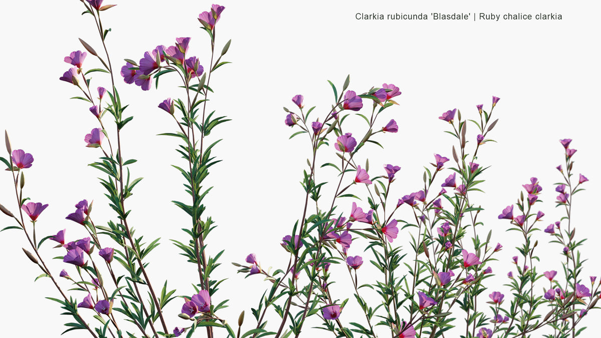 High Poly| Clarkia Rubicunda 'Blasdale' (Ruby Chalice Clarkia)3D Model
