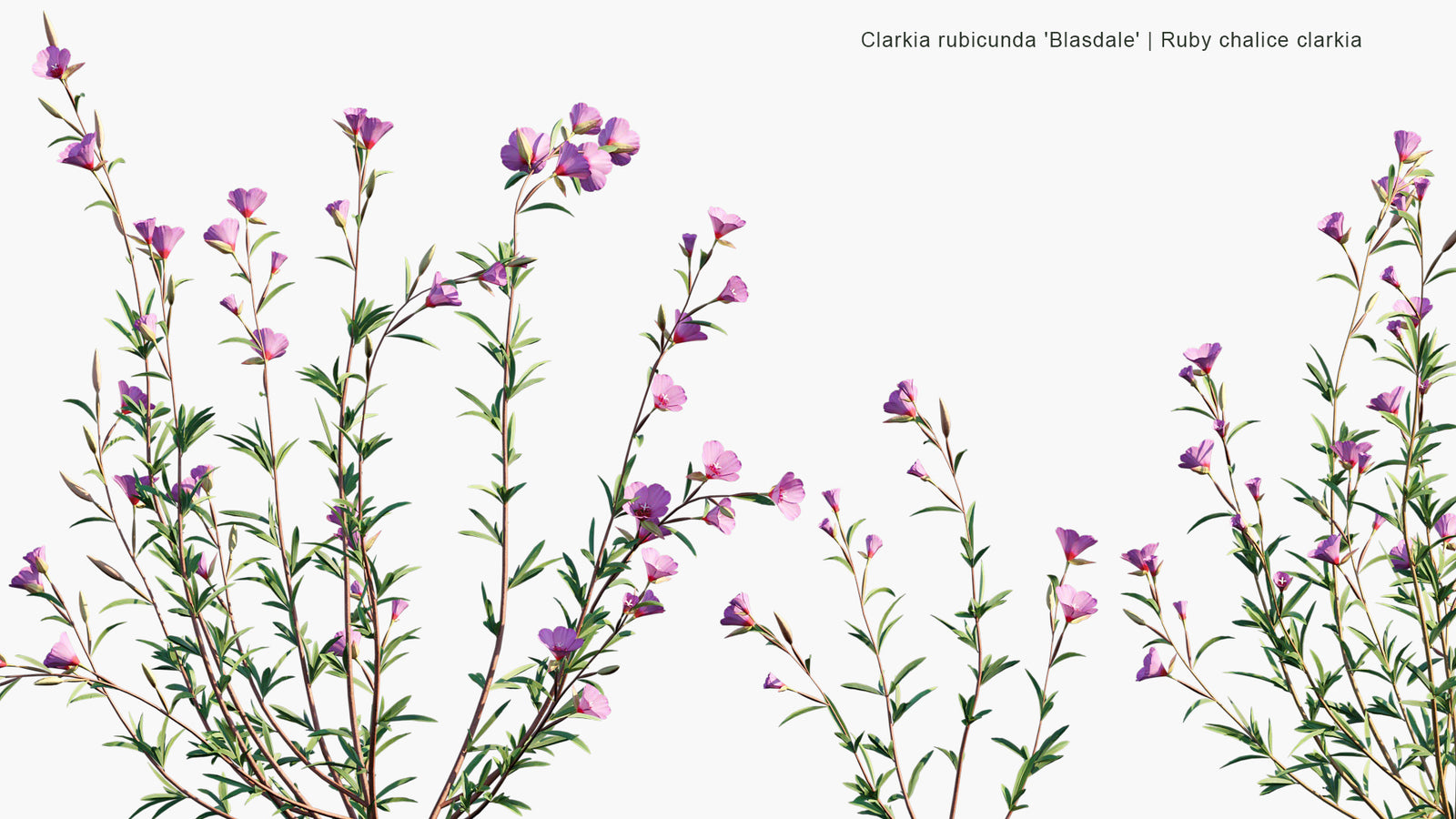 High Poly| Clarkia Rubicunda 'Blasdale' (Ruby Chalice Clarkia)3D Model