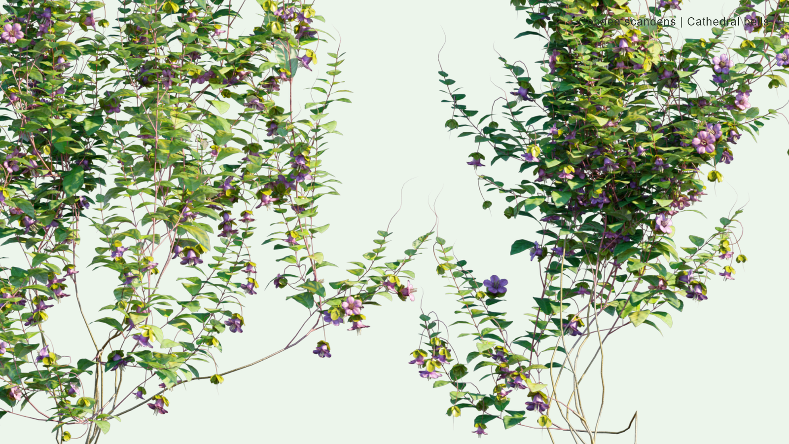 2D | Cobaea Scandens - Cup-and-saucer Vine, Cathedral Bells