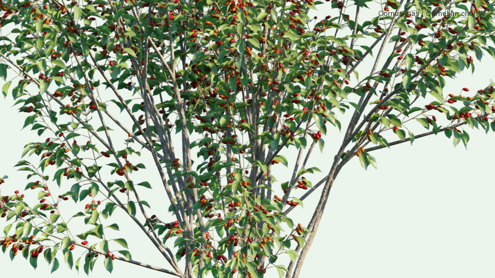 2D | Cornus Mas - Cornelian Cherry, European Cornel