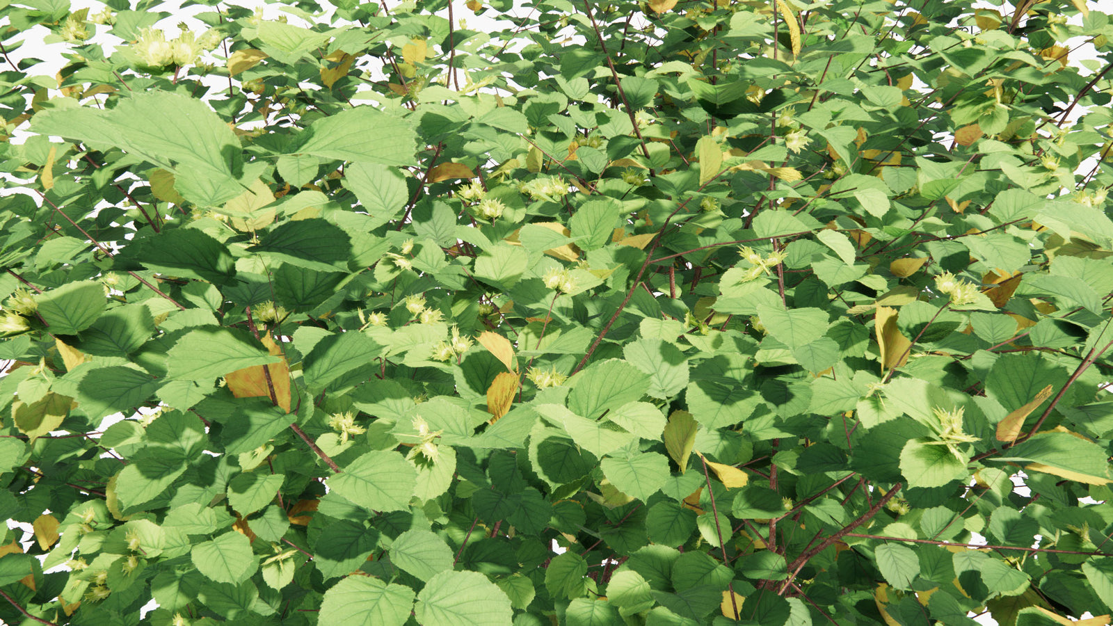 Low Poly | Corylus Avellana (Common Hazel) 3D Model - GlobePlants