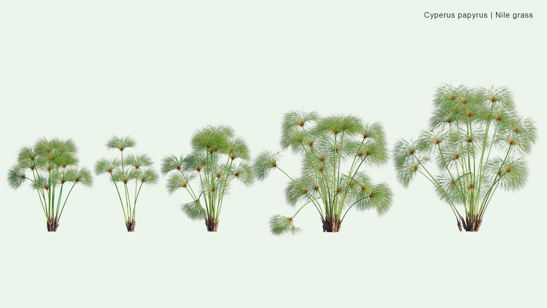 2D | Cyperus Papyrus - Papyrus Sedge, Paper Reed, Indian Matting