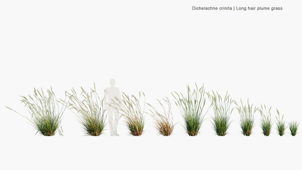 Low Poly | Dichelachne Crinita (Longhair Plume Grass) 3D Model