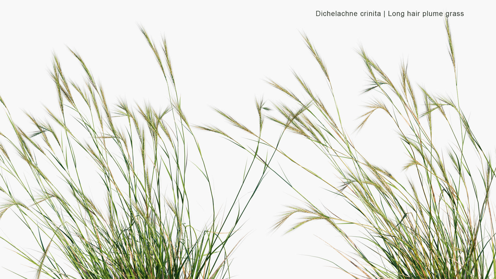 Low Poly | Dichelachne Crinita (Longhair Plume Grass) 3D Model