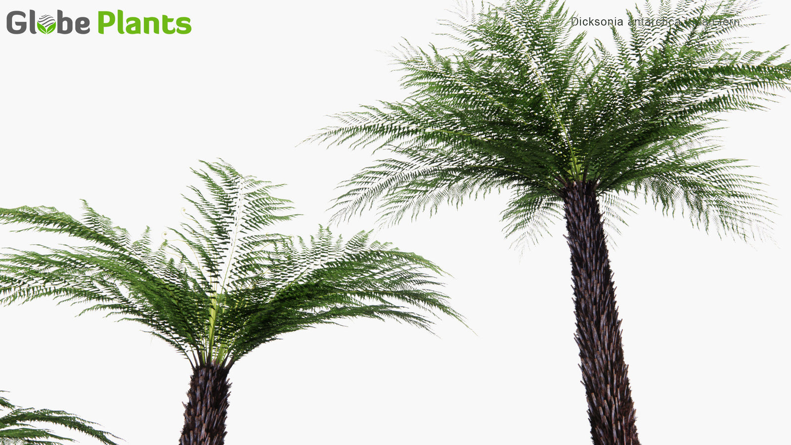 Low Poly Dicksonia Antarctica Soft Tree Fern 3d Model Globeplants