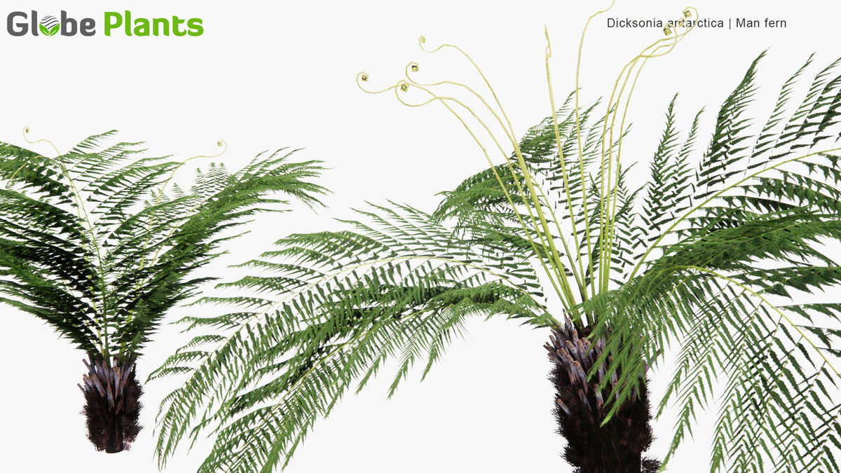 Low Poly | Dicksonia Antarctica - Man Fern, Soft Tree Fern