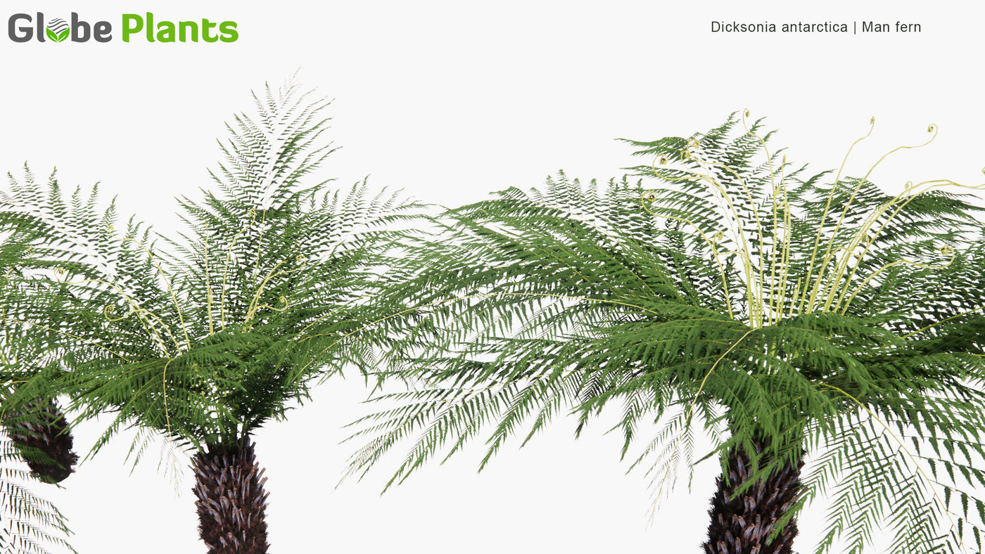 Low Poly Dicksonia Antarctica Soft Tree Fern 3d Model Globeplants