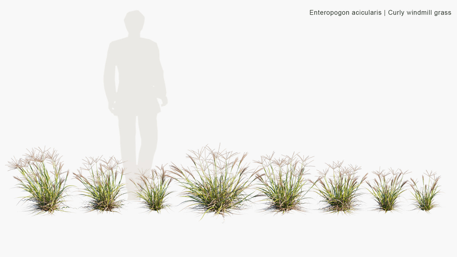 Low Poly | Enteropogon Acicularis (Curly Windmill Grass) 3D Model