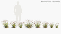 Low Poly | Enteropogon Acicularis (Curly Windmill Grass) 3D Model