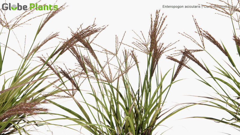 Low Poly | Enteropogon Acicularis (Curly Windmill Grass) 3D Model