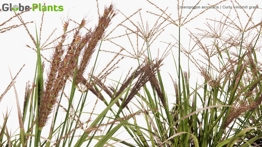 Low Poly | Enteropogon Acicularis (Curly Windmill Grass) 3D Model