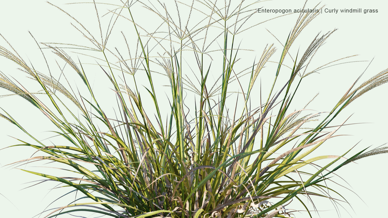 2D | Enteropogon Acicularis - Curly Windmill Grass