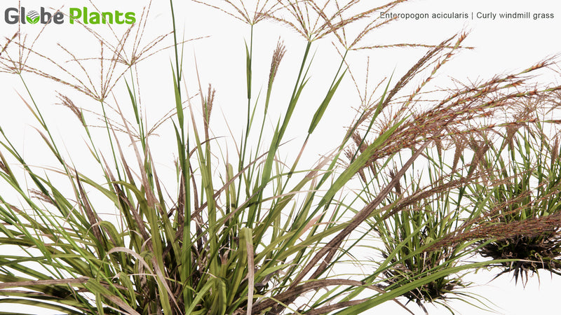 Low Poly | Enteropogon Acicularis (Curly Windmill Grass) 3D Model
