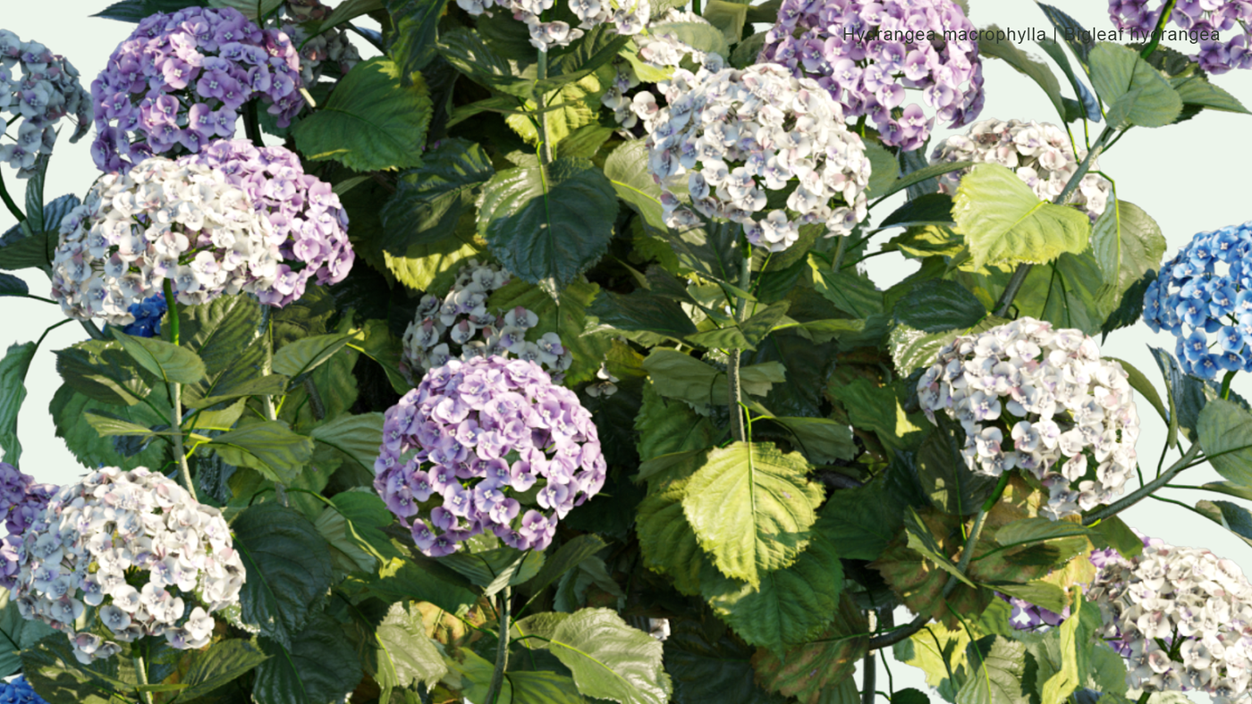 2D | Hydrangea Macrophylla - Bigleaf Hydrangea, French Hydrangea