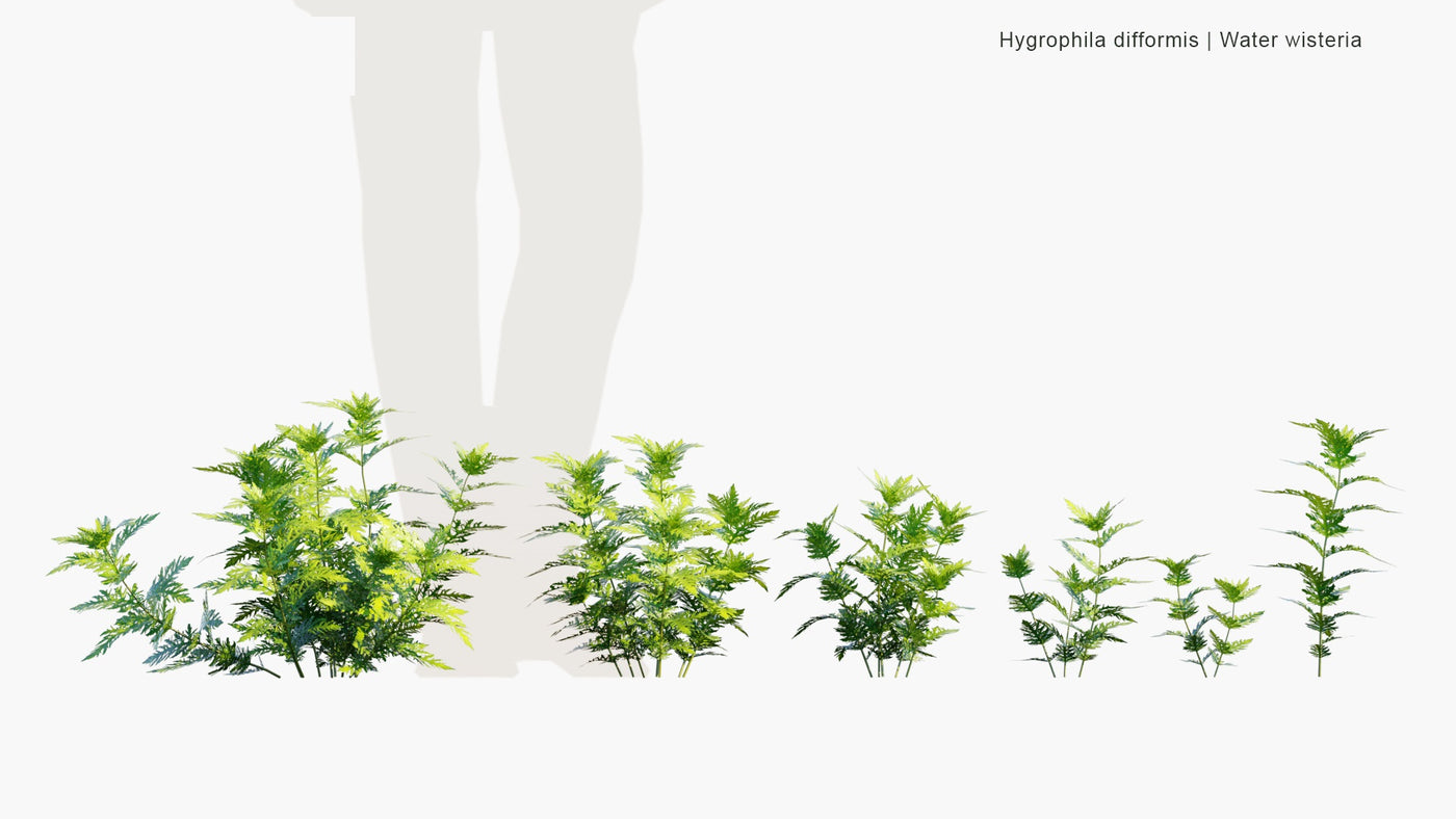 Low Poly | Hygrophila Difformis - Water Wisteria