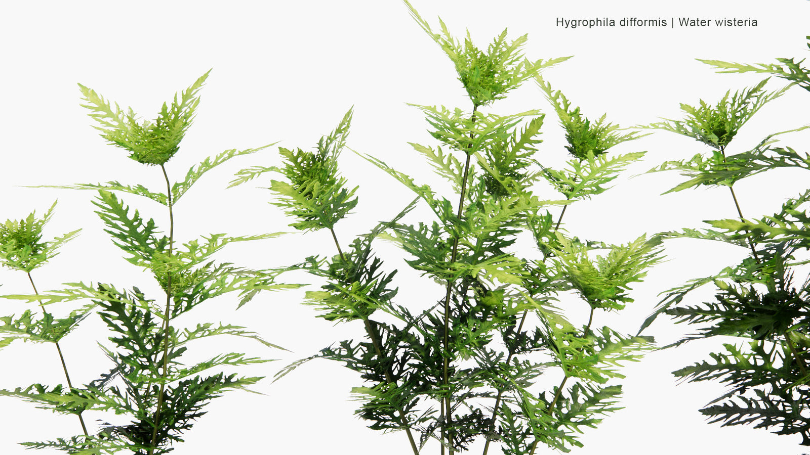 Low Poly | Hygrophila Difformis - Water Wisteria