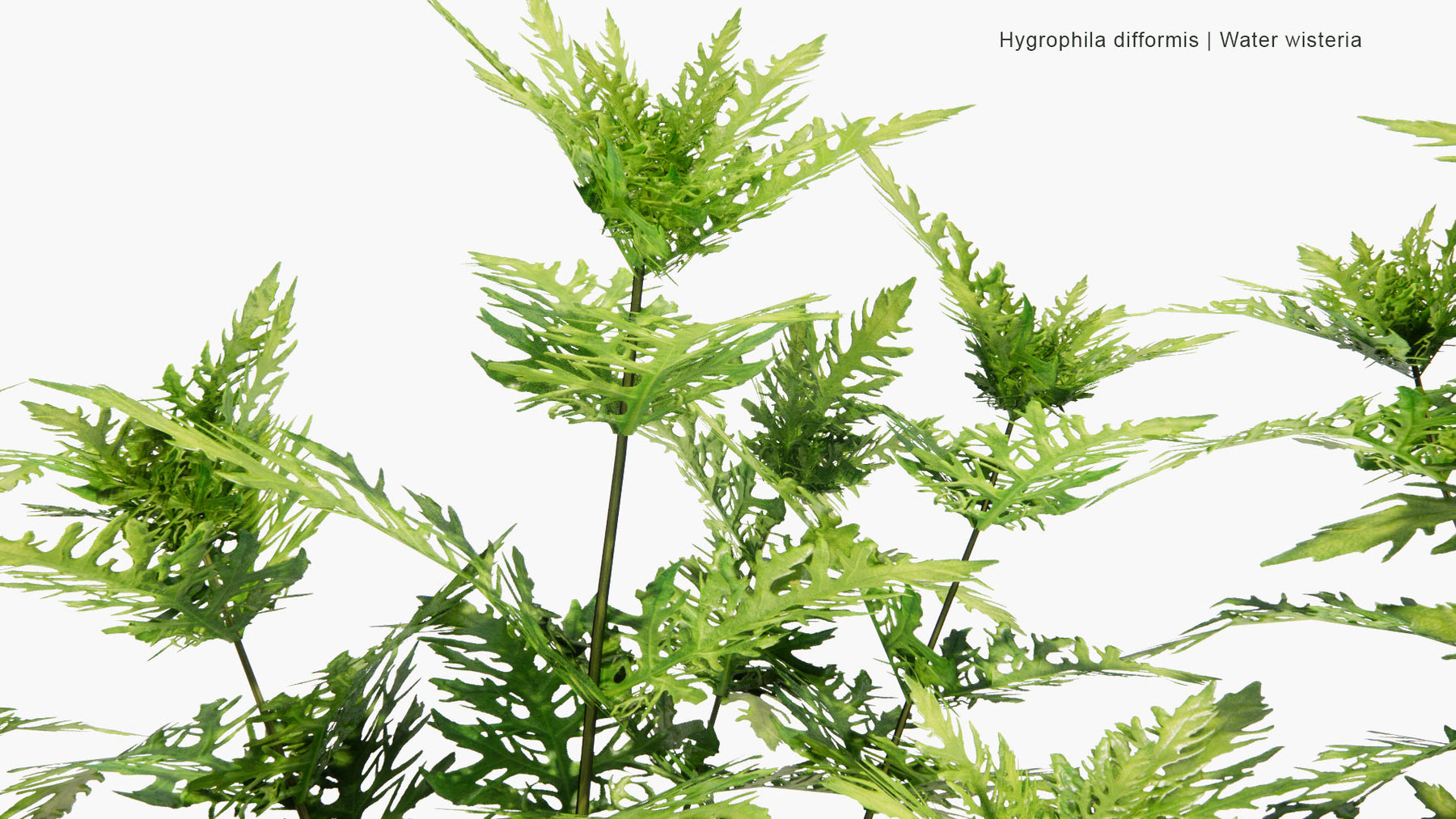 Low Poly | Hygrophila Difformis - Water Wisteria