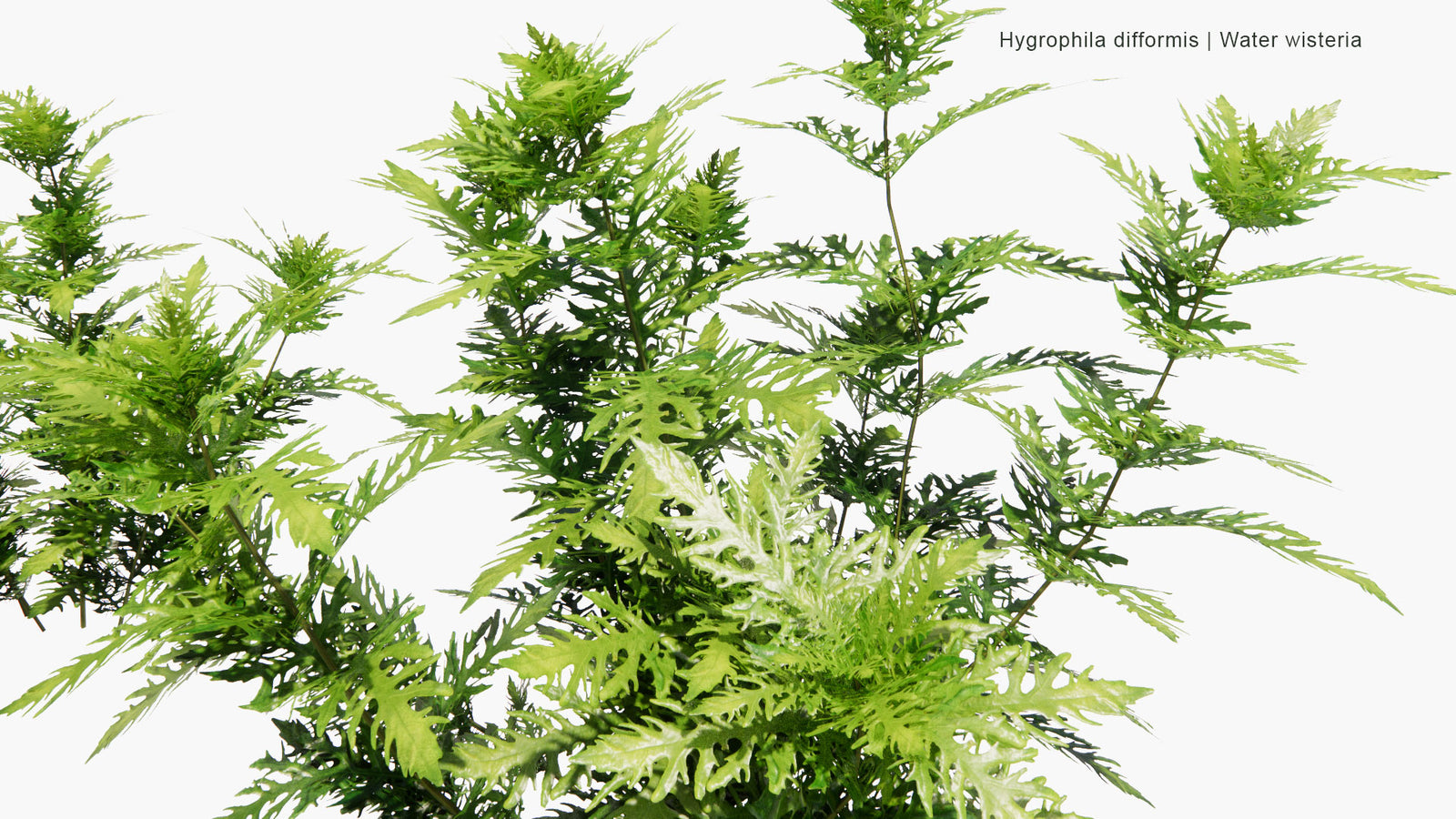 Low Poly | Hygrophila Difformis - Water Wisteria